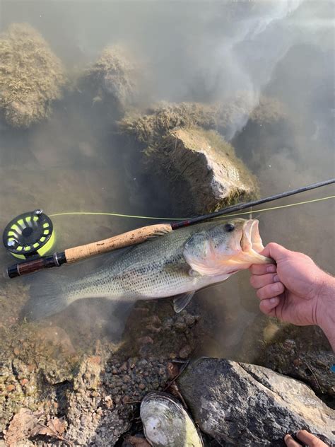 Colorado Bass Warming Up Rflyfishing