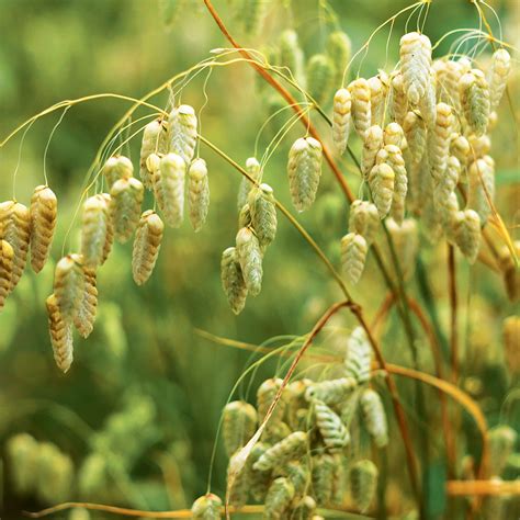 Quaking Grass Irish Grasses Common Quaking Grass Briza Media