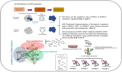Targeting Of FSP Regulates Iron Homeostasis In Drug Tolerant Persister Head And Neck Cancer