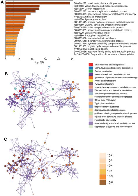 Kif20a As A Potential Biomarker Of Renal And Bladder Cancers Based On Bioinformatics And