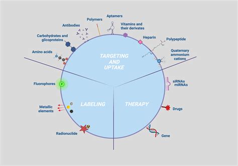 Nanotechnology Assisted Cell Tracking Encyclopedia MDPI