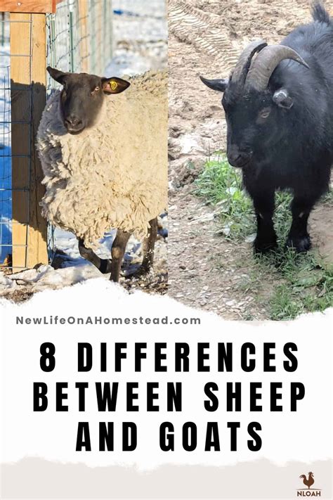 8 Differences Between Sheep and Goats to Tell Them Apart