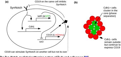 figure 2 from engineering pattern formation and morphogenesis