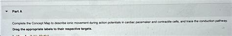 Part A Complete The Concept Map To Describe Ionic Movement During Action Potentials In Cardiac