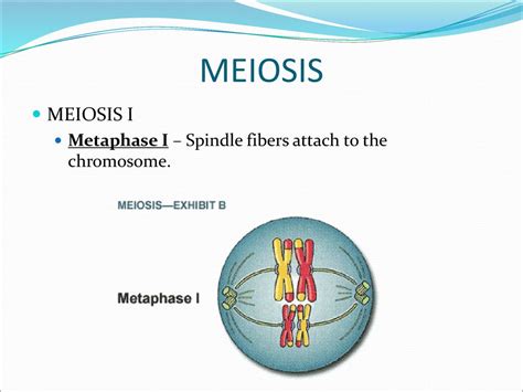 Todays Date Here Meiosis Process Of Reduction Division In Which