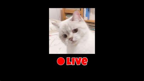 H e l l o - e v e r y o n e . . . [ LIVE ] - YouTube