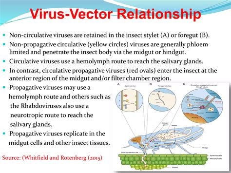 Whitefly As Vector Pptx