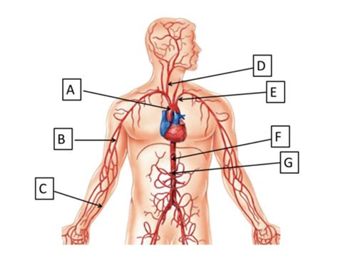 Lab Exam 2 Revamped Aandp 242 Flashcards Quizlet