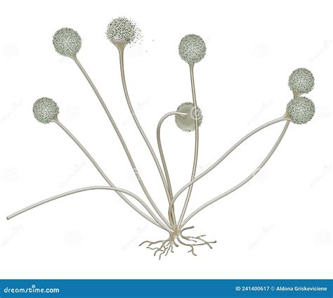 Rhizopus Bread Mold Stock Illustration Illustration Of Fungal 241400617