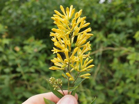 Guía Práctica De Plantas Medicinales Una Ayuda Natural Para Combatir