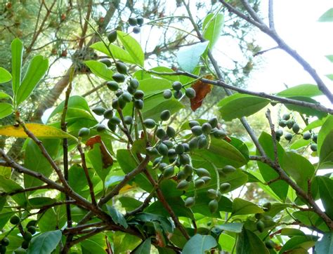 Árboles Con Alma Laurel Real Laurel Cerezo Laurel Romano Prunus Laurocerasus