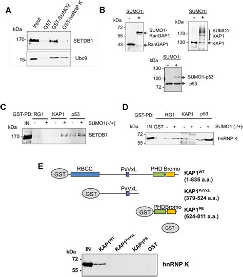 Hnrnp K Directly Interacts With Unmodified Kap1 In A Region Containing Download Scientific