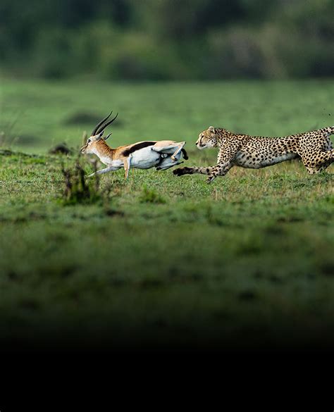 Watch Predator V Prey Online Stream New Full Episodes Amc