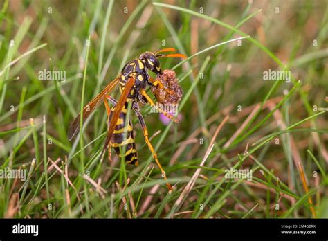 Paper Wasp Polistes Gallica Polistes Dominula European Paper Wasp