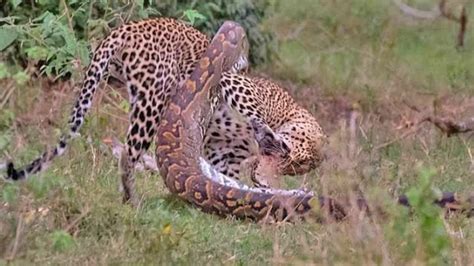 A Python Constricts Leopard As It Fights Back
