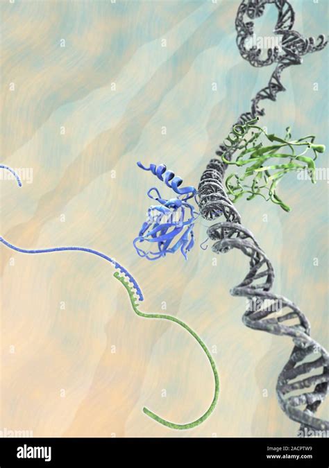 Tumour Suppressor Protein And Dna Computer Artwork Showing A Molecule Of The Tumour Suppressor