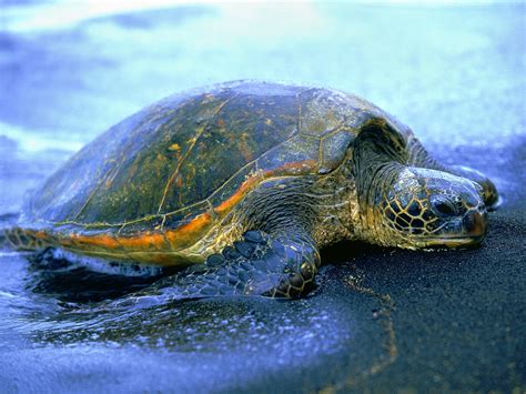 Turtles Images Turtle HD Wallpaper And Background Photos