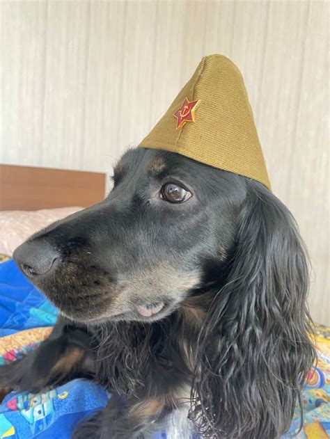 Собака в шляпе на кровати