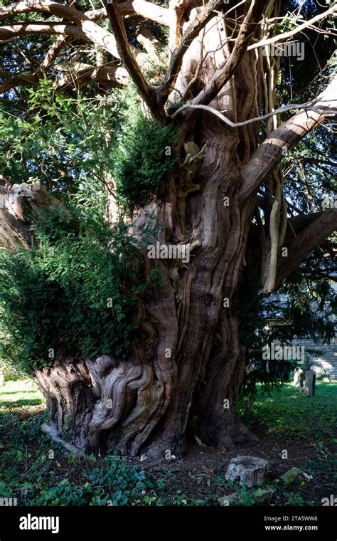Ancient Yew Tree In St Paul S Churchyard Broadwell Gloucestershire