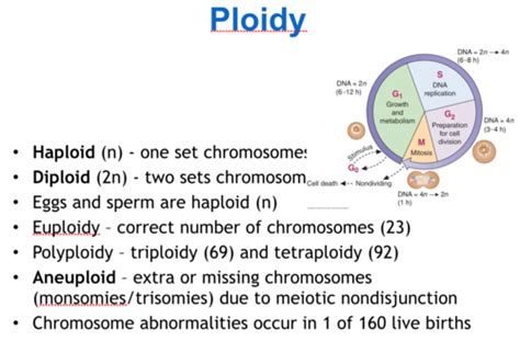 Bio 302 Lecture 15 Exam 3 Chromosomal Abnormalities And Dna Mutation