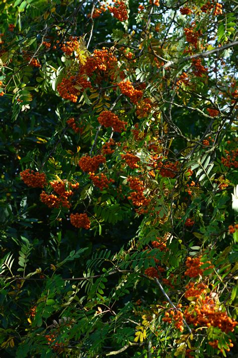 Sorbus at Ness Botanic Gardens | greenbenchramblings
