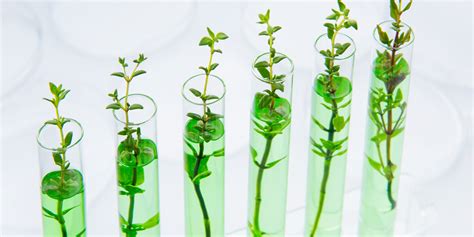 Genetically Engineered Plants