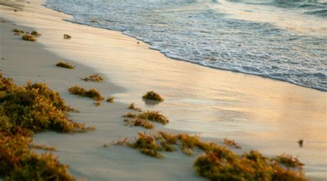 Sargassum In Belize What You Need To Know And How To Plan Around It