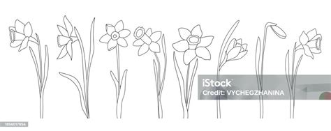 손으로 그린 수선화 꽃 색칠 공부 페이지 벡터 일러스트 레이 션 인쇄에 대 한 흑백 색칠 공부 0명에 대한 스톡 벡터 아트 및 기타 이미지 Istock