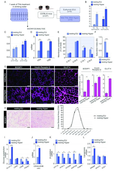 Mild Hyperthyroidism Impacts On The Membrane Lipid Profile Of Skeletal Download Scientific