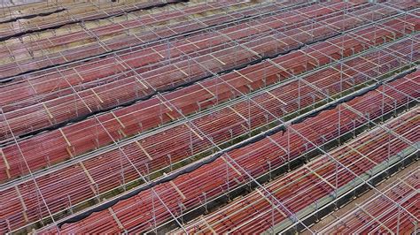 Astaxanthin From Indonesia Country S First Microalgae Firm Competes With Global Rivals For Local