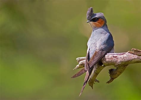 Crested Treeswift Alchetron The Free Social Encyclopedia
