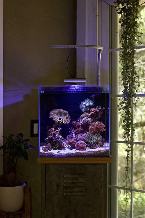 Justind823 S 17 Gallon Nano Reef Cube Rebirth May 2019 Featured Reef