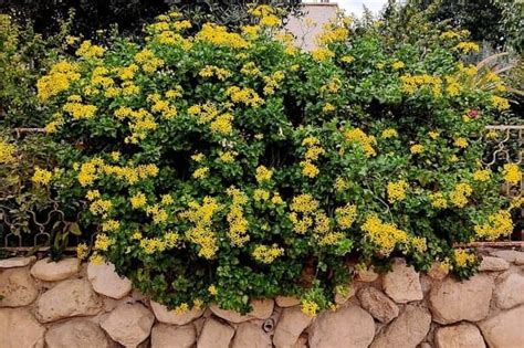 Tips For Growing Plants Under Pine Trees