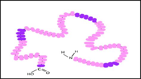 Primary Structure Of The Enzyme Download Scientific Diagram