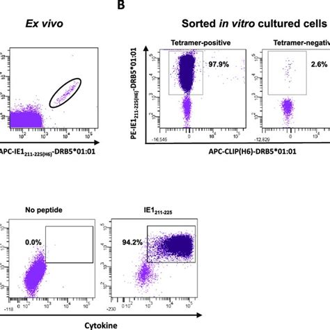 Ex Vivo Mhc Class Ii Tetramer Staining And Sorting Two X 10 7 Pbmcs