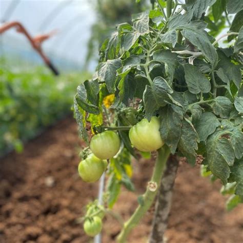 Florije Bajraktari I B Beneficiaries Portal