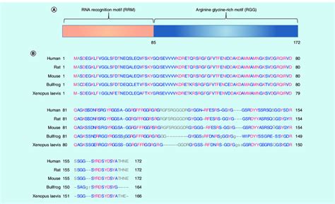 The Structure Of CIRP A The Schematic Structure Of CIRP Is Shown Download Scientific