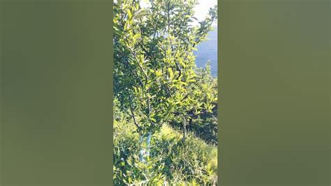 Devdhar Hp 10 Youtube