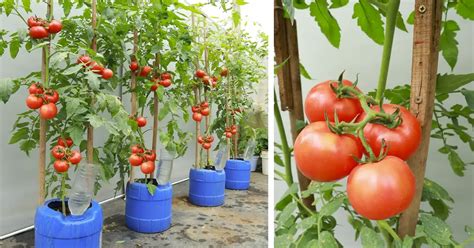 Maximize Your Tomato Yield In Buckets A Step By Step Guide