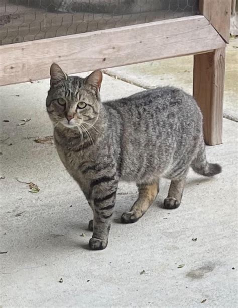 No Clue The Sex Of The Cat Just Showed Up Randomly Dont Mind