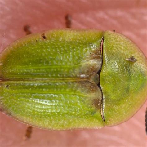 Cassida Denticollis Insect Identification Guide Habitat And Facts