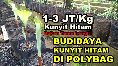 BUDIDAYA KUNYIT HITAM DI POLYBAG - YouTube