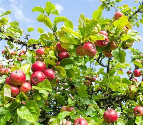 Pommier : culture, entretien et récolte
