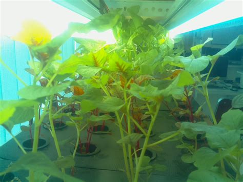 Klasifikasi Pertumbuhan Bayam Semantic Segmentation Dataset And Pre Trained Model By Hasanuddin Univ