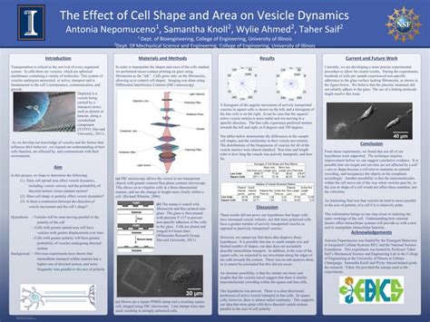 Effect Of Cell Shape And Area On Vesicle Dynamics Ppt