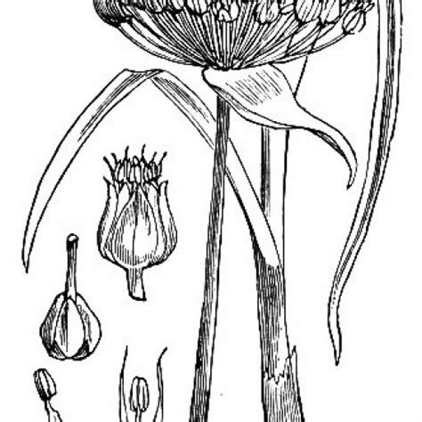 Leek Allium Ampeloprasum Plant Care And How To Grow Water