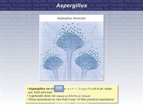 Aspergillus Trialquest Inc