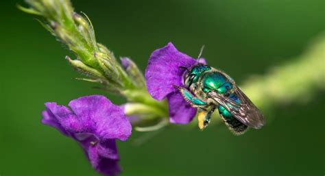17 Kinds Of Bees Ranked From Harmless To Straight Up Terrifying