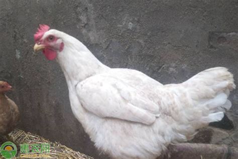 世界十大常见鸡种 惠农网