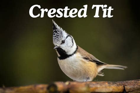Beakybites Crested Tit Bird Facts